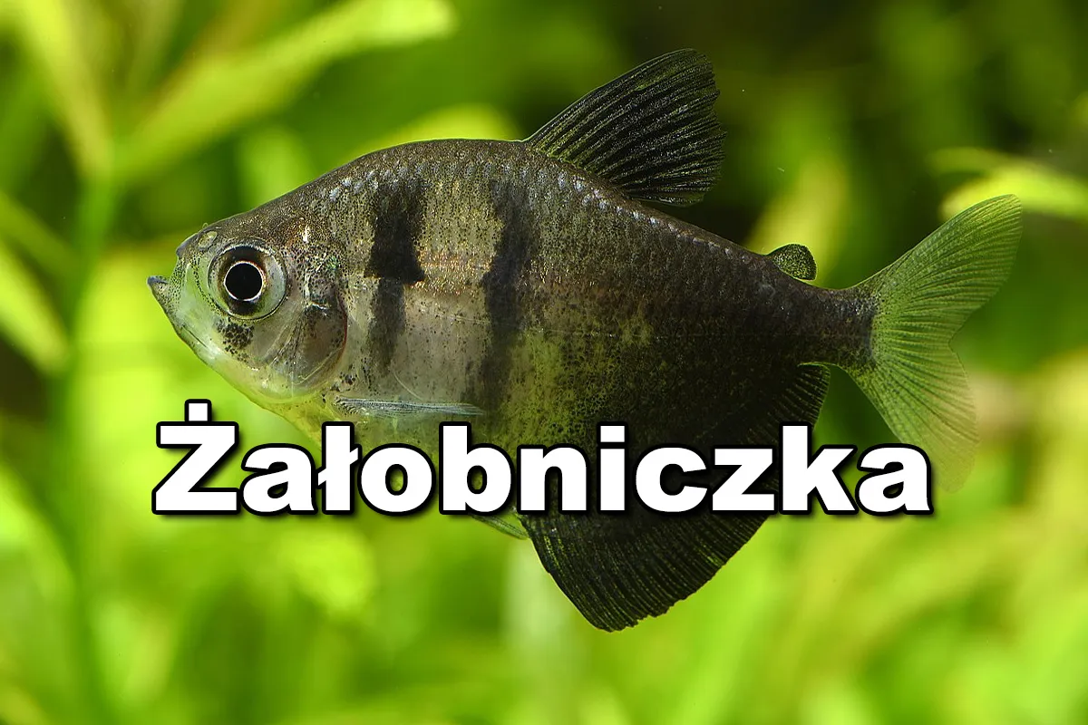 Jakie ryby do akwarium 25l - najlepsze gatunki i porady dla początkujących