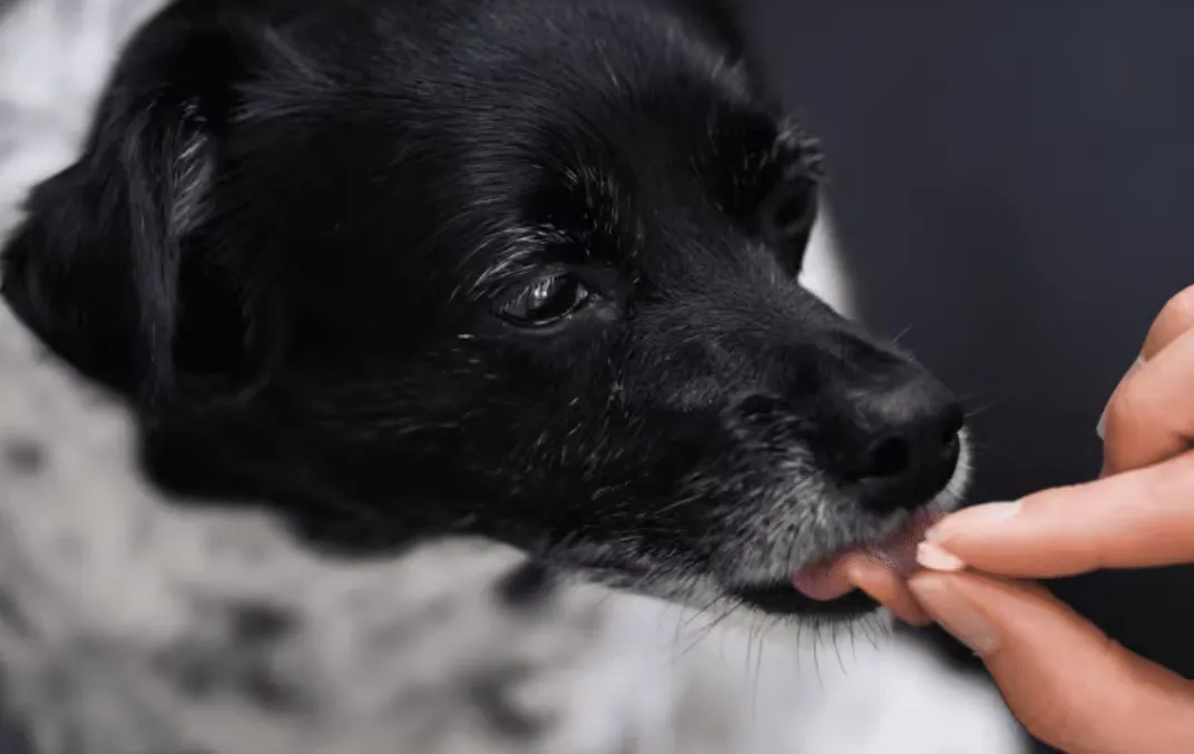 Ile pyralginy dla psa? Bezpieczne dawkowanie i skutki uboczne