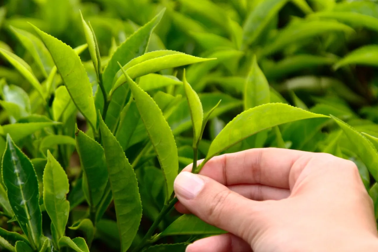 Jak powstaje herbata? Film edukacyjny dla dzieci - ciekawe fakty