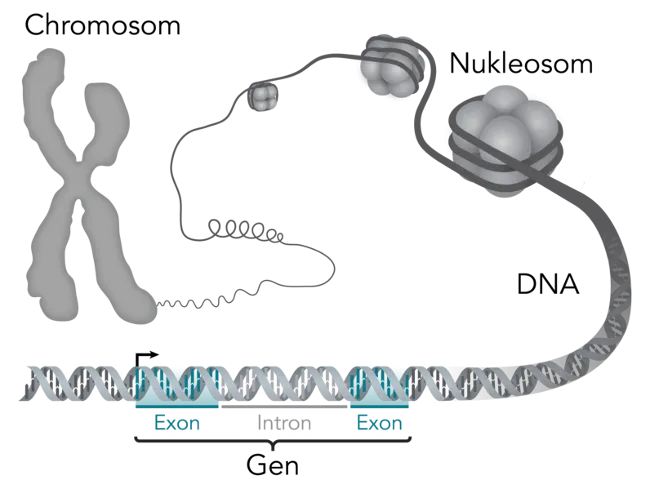 Co to jest gen w biologii? Zrozumienie dziedziczności i funkcji genów