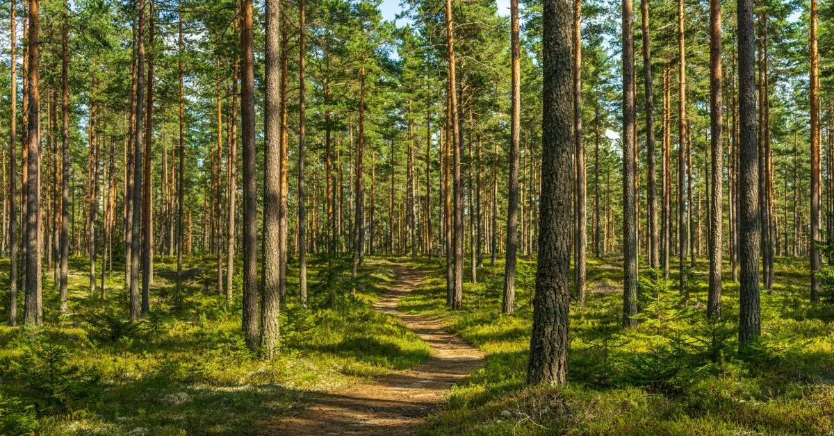 Jakie drzewa rosną w lesie? Odkryj niezwykłe gatunki w Polsce